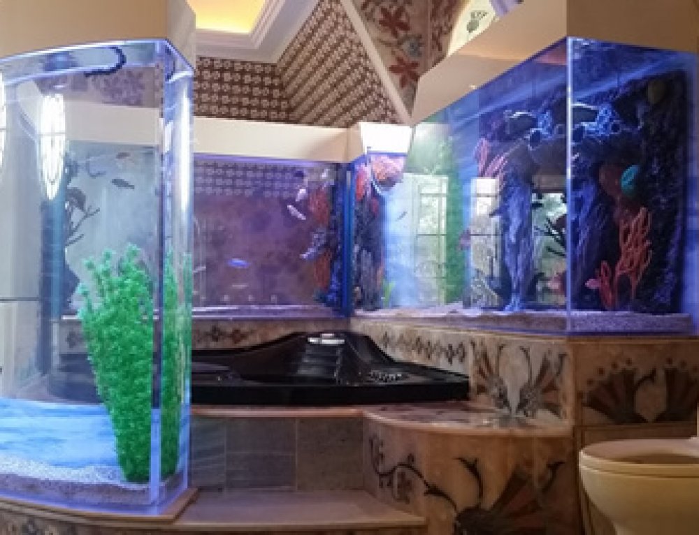 360 Gallon See-Through Aquarium - Aquarium Network - Custom Aquariums