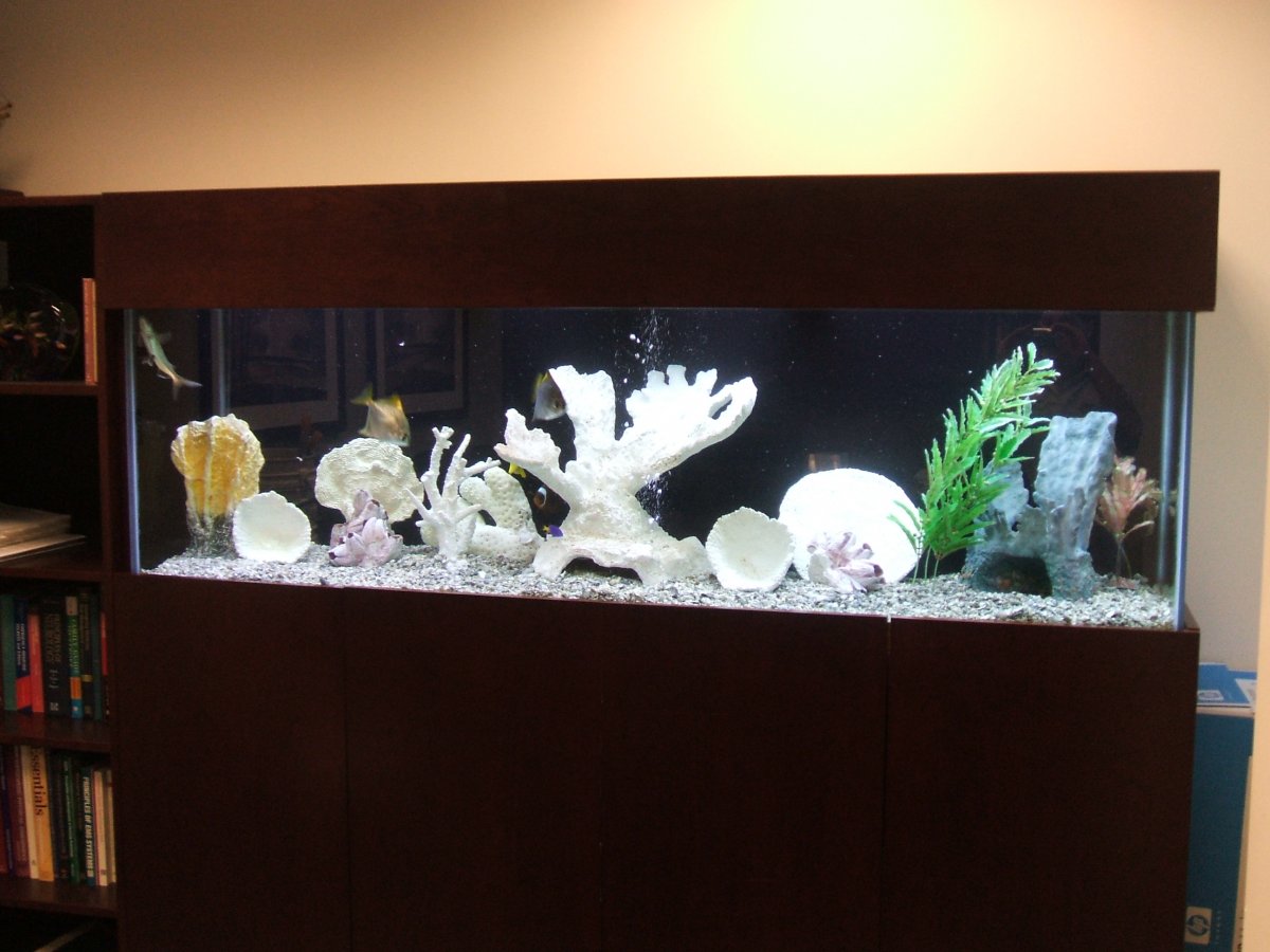 Custom Aquariums for Hospitals – Stress Relief & Patient Comfort ...